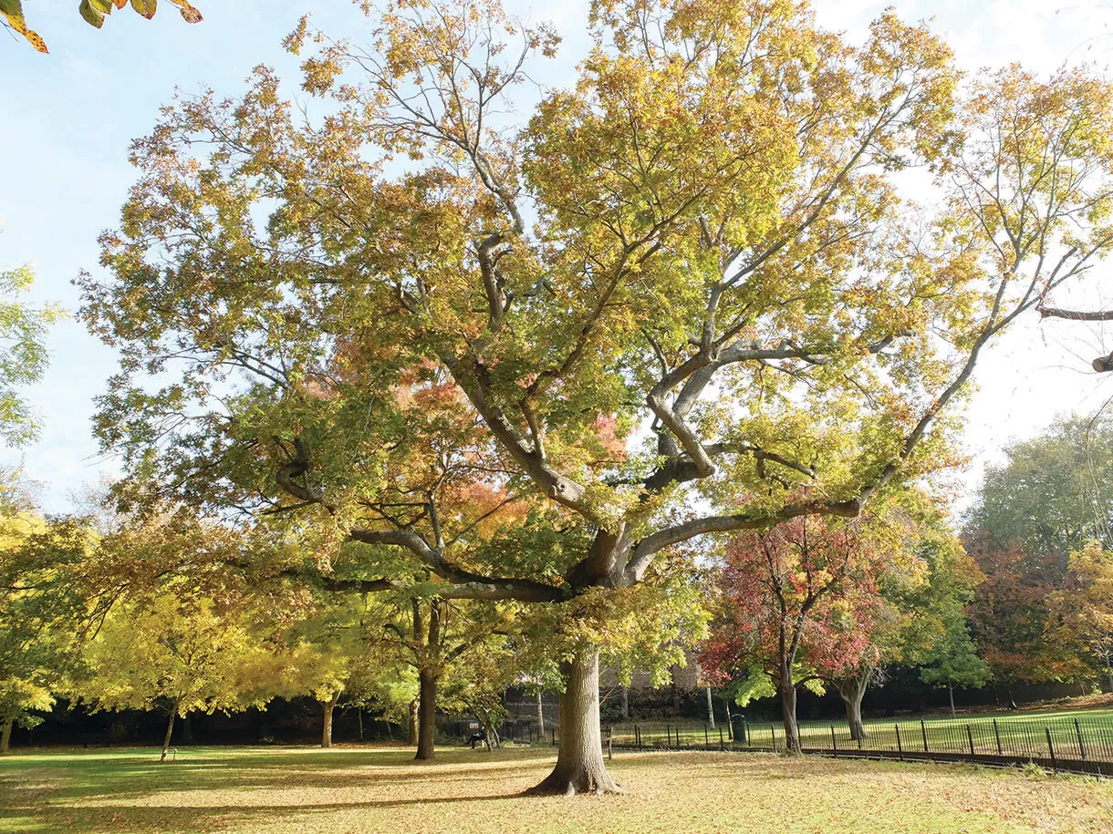 Discover Fascinating Facts About the Mighty English Oak