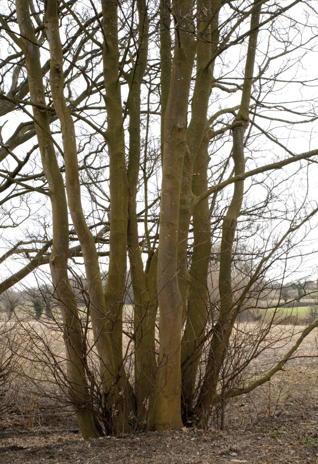 Exploring Traditional Green Wood Joinery Techniques