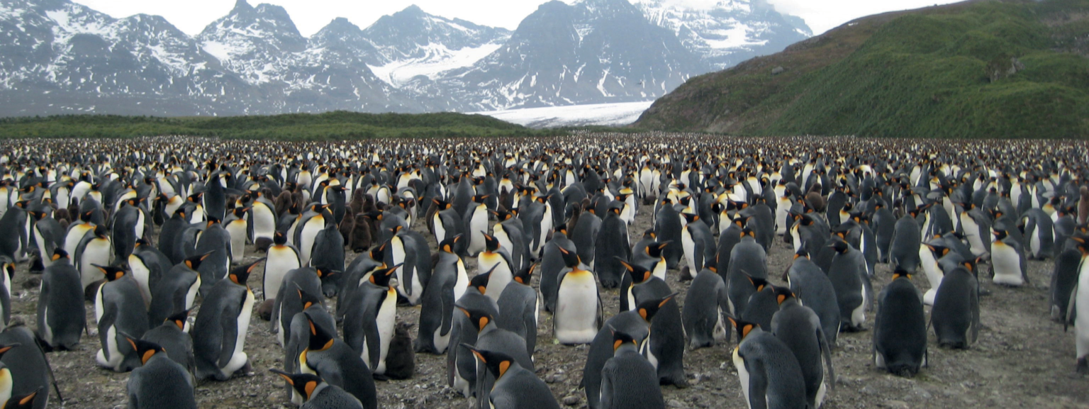 Whittle a King Penguin: Expert Tips & Tools