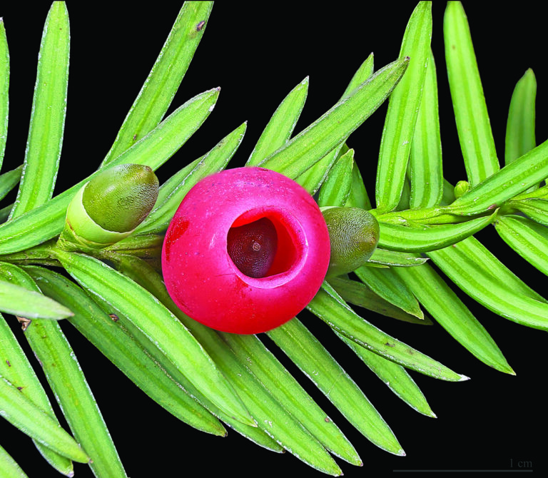 Discover the Ancient Mystique of the Yew Tree in Churchyards