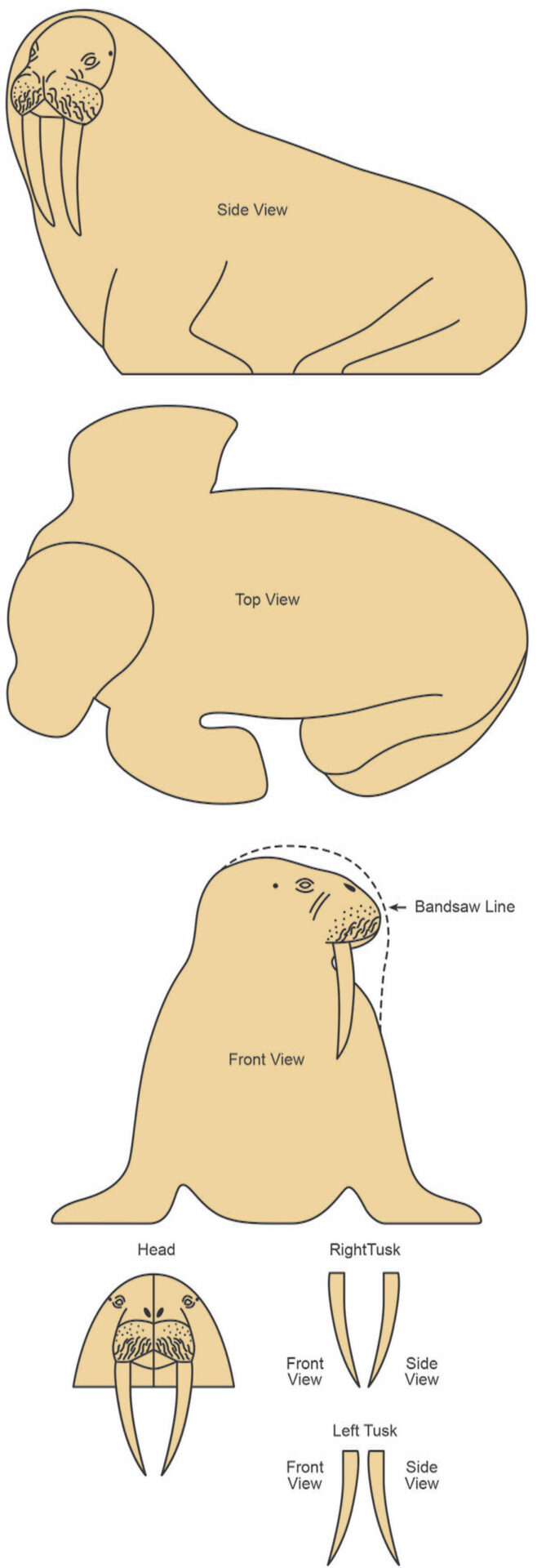 Carve a Realistic Bull Walrus: Tips & Tools Guide