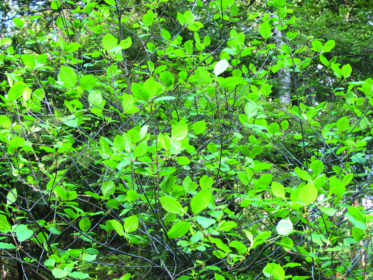 Native Trees: What Defines 'Native' Species in the UK?