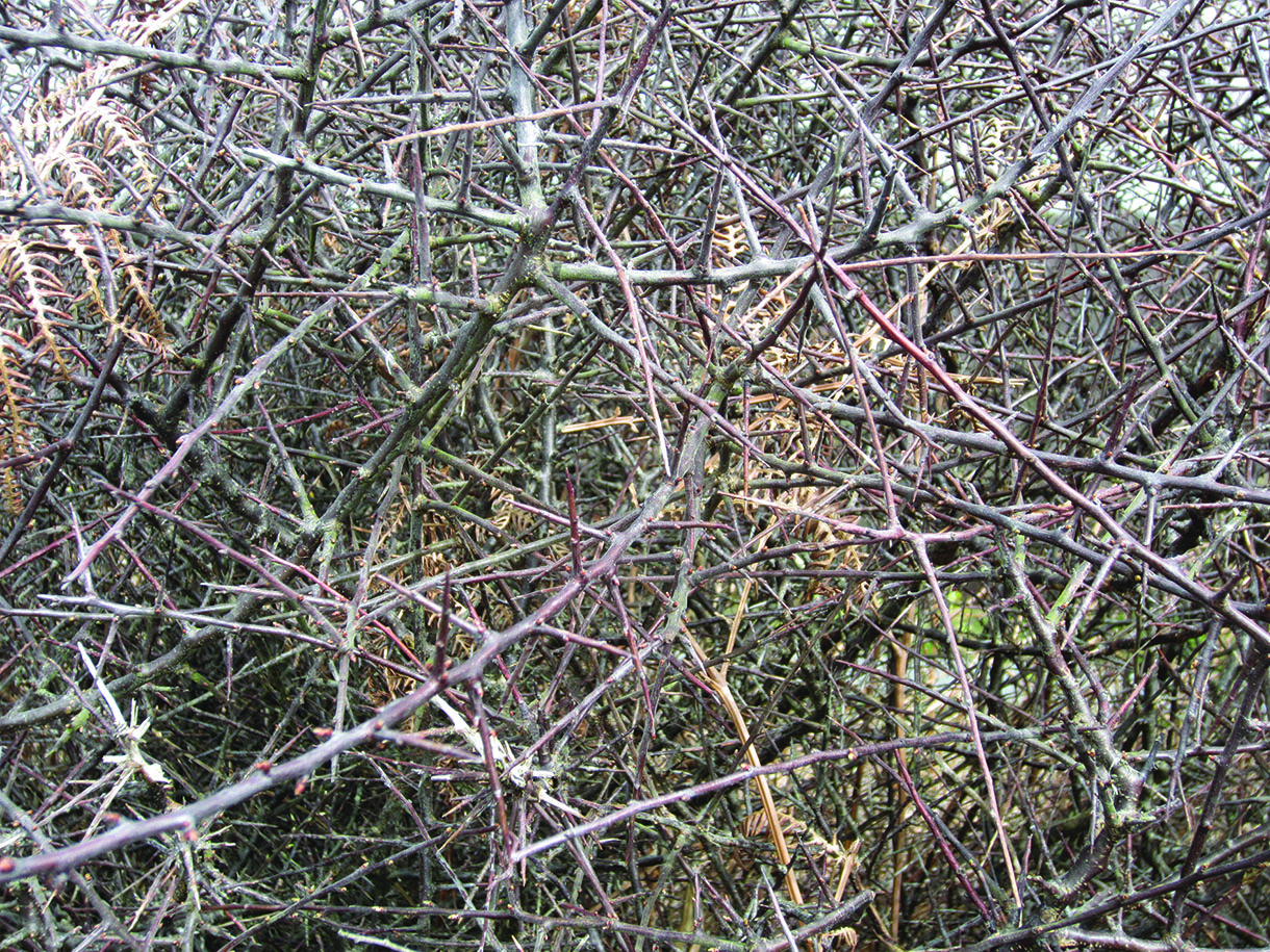 Native Trees: What Defines 'Native' Species in the UK?