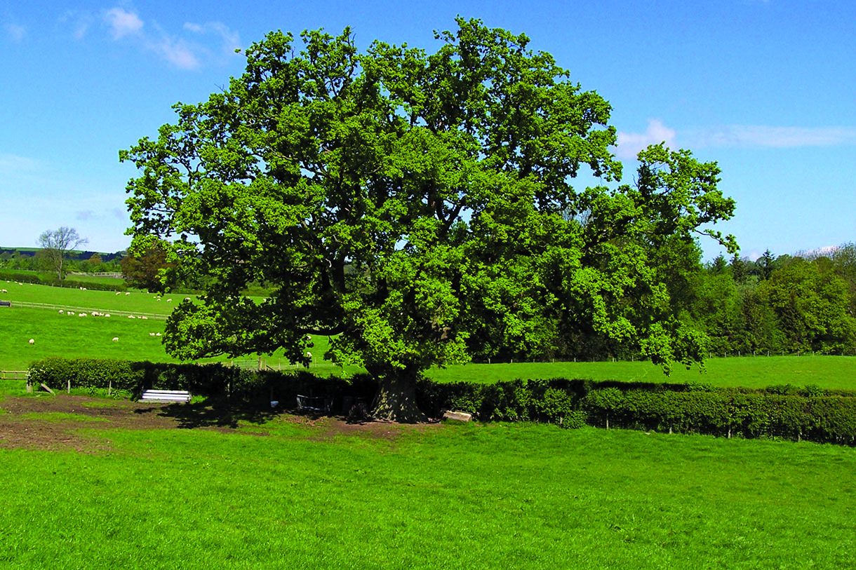 Native Trees: What Defines 'Native' Species in the UK?