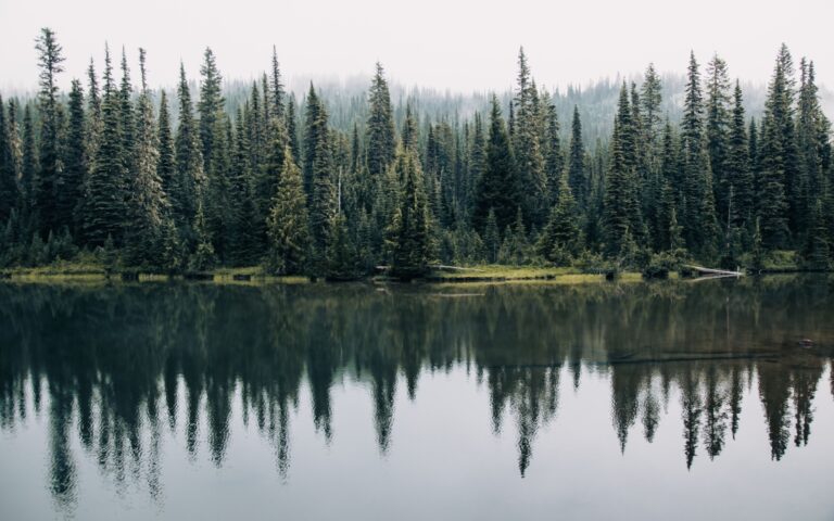 Discover the Surprising Strength of Softwoods