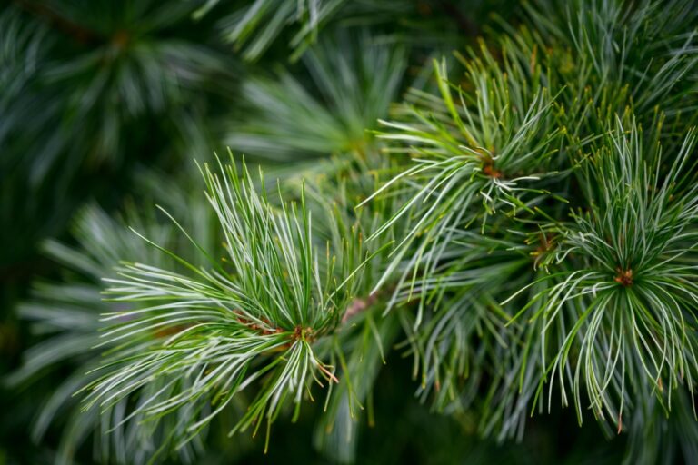 Discover the Surprising Strength of Softwoods