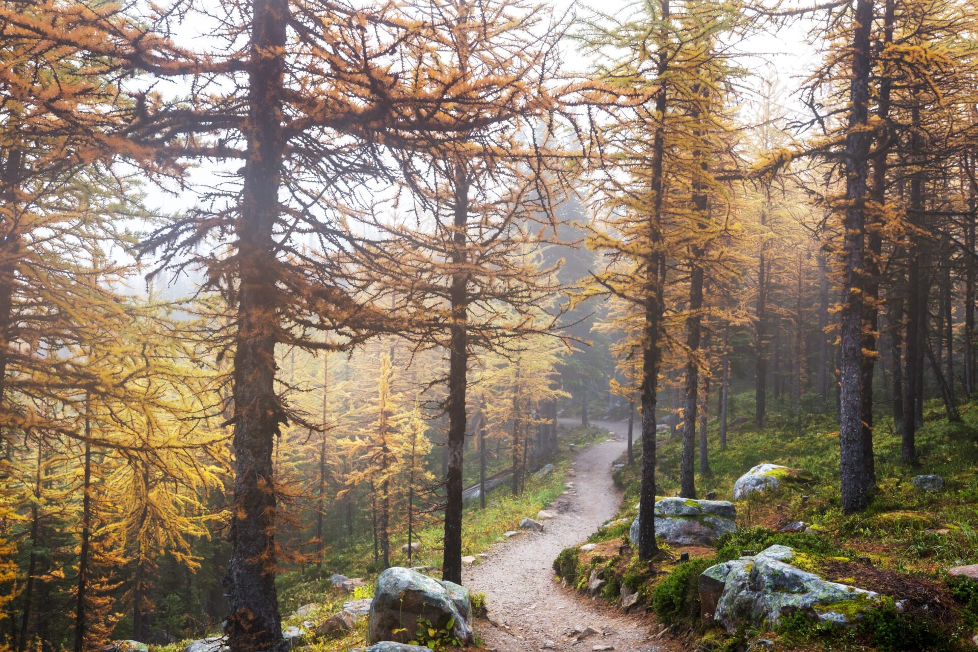 Discover the Surprising Strength of Softwoods