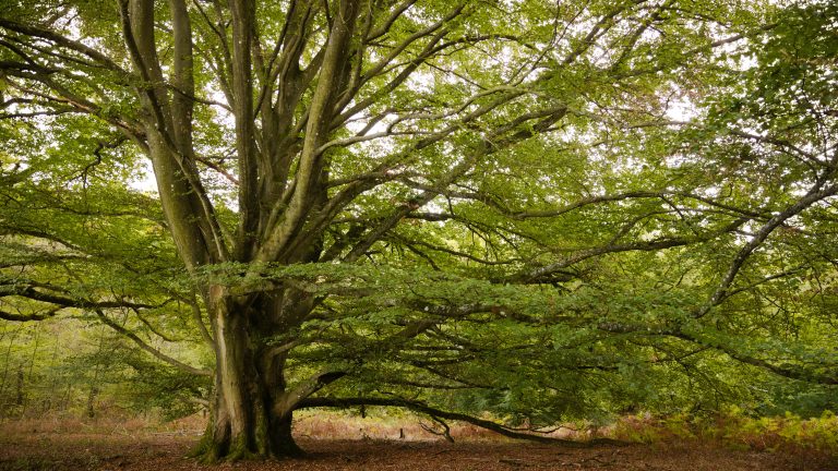 Discover the Resilient Properties of Hardwoods