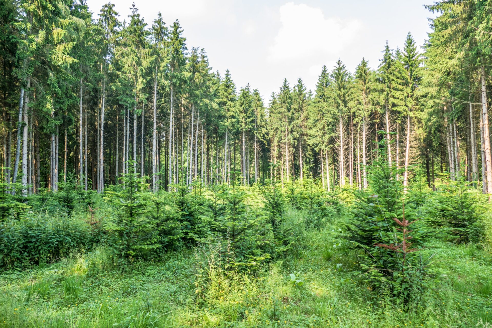 Discover the Surprising Strength of Softwoods