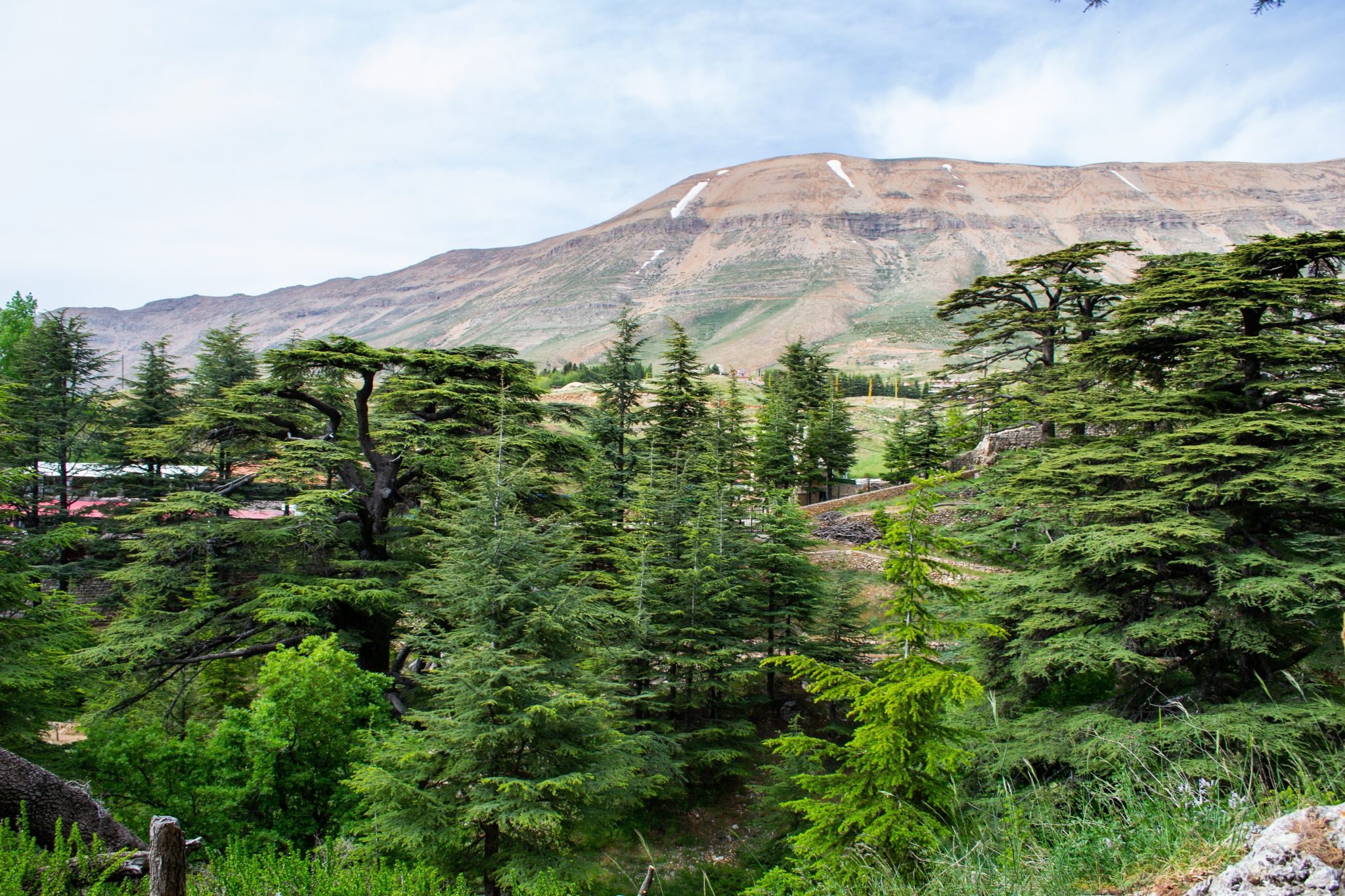 Discover the Surprising Strength of Softwoods