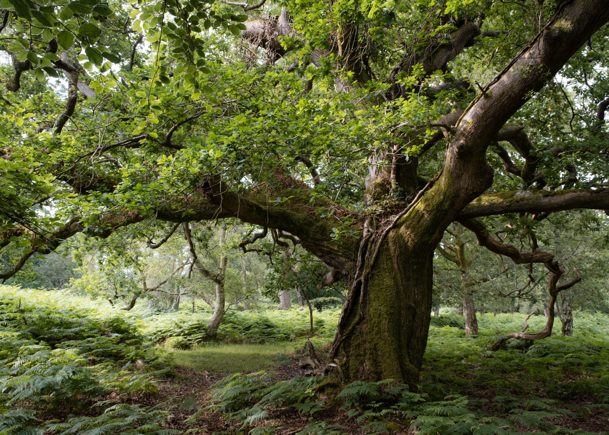 Discover the Resilient Properties of Hardwoods