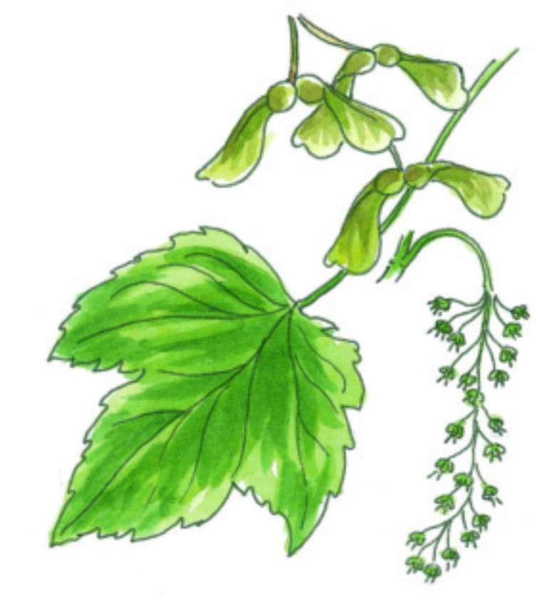 Identify Common Wood Types with Visual Aids