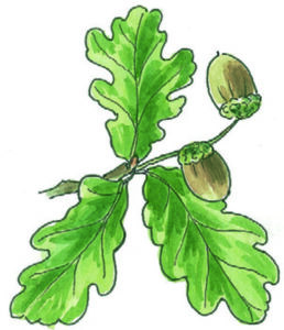 Identify Common Wood Types with Visual Aids