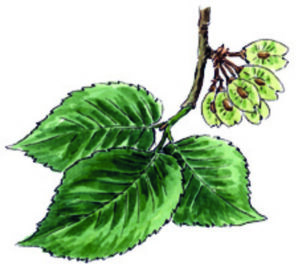 Identify Common Wood Types with Visual Aids