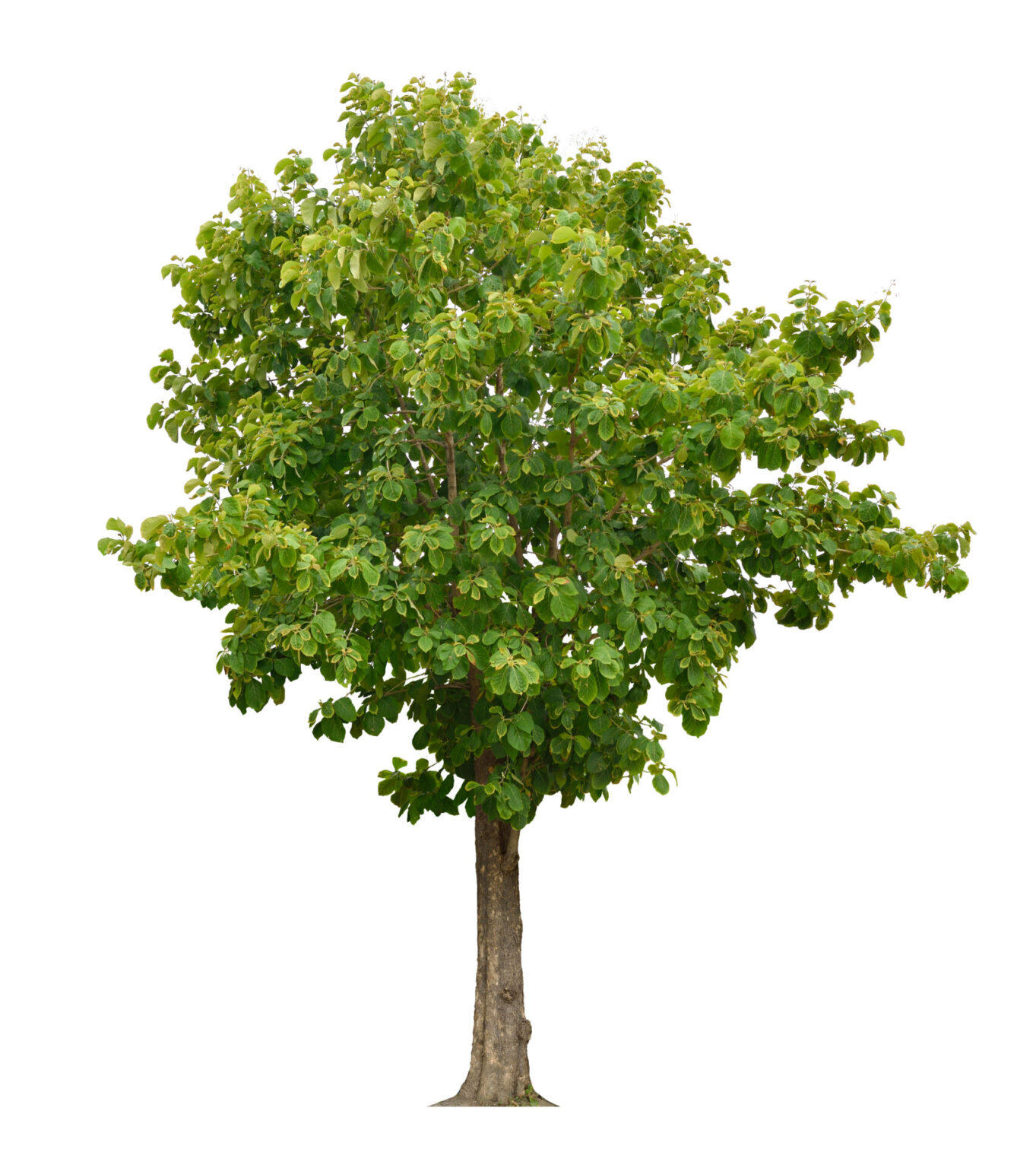 Identify Common Wood Types with Visual Aids