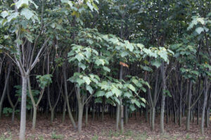 Explore Balsa Wood: Light, Strong, and Versatile Material