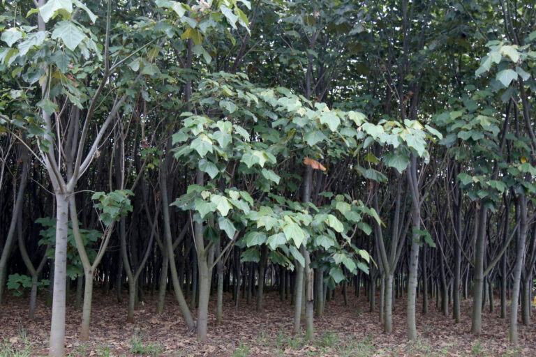 Explore Balsa Wood: Light, Strong, and Versatile Material