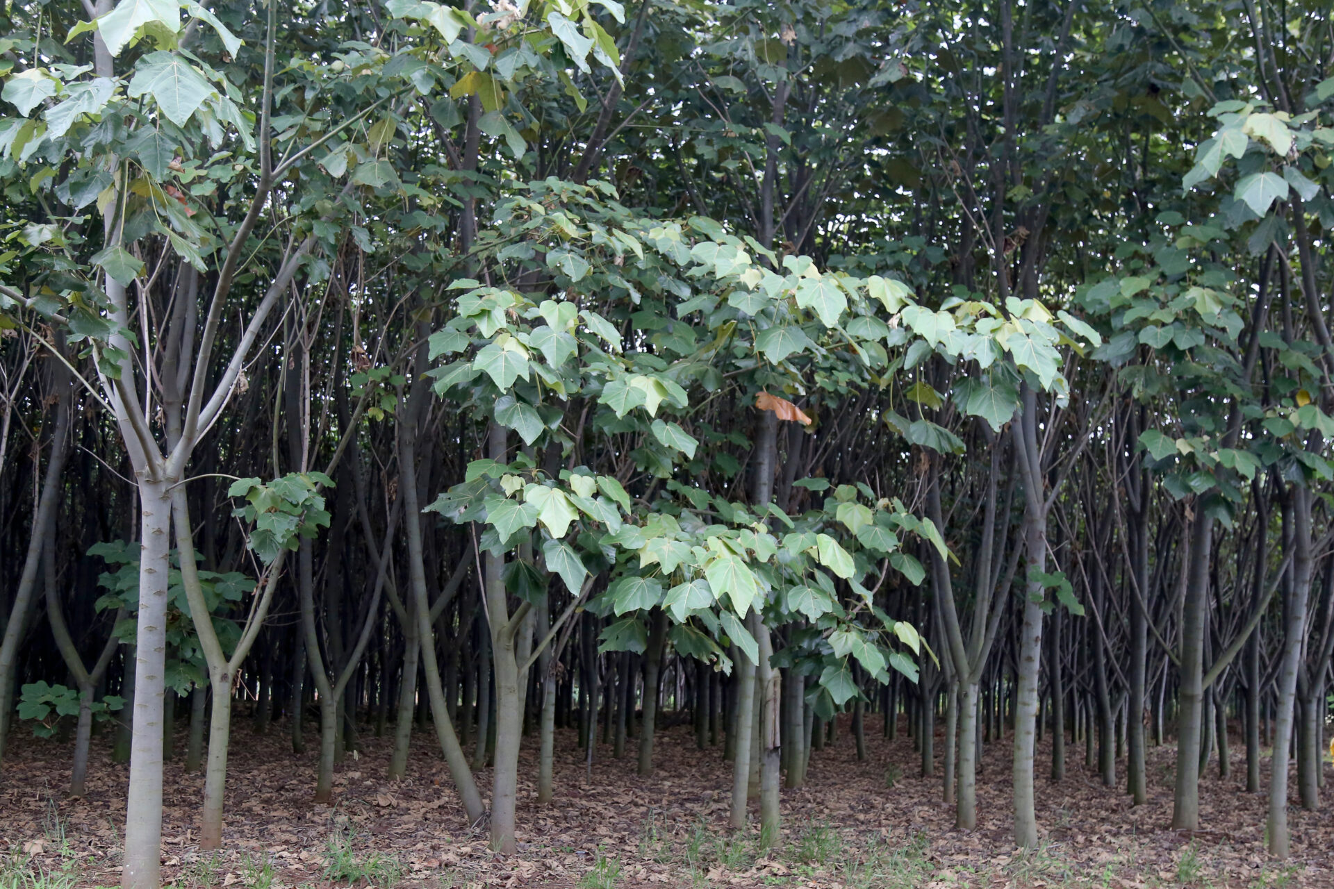 Explore Balsa Wood: Light, Strong, and Versatile Material