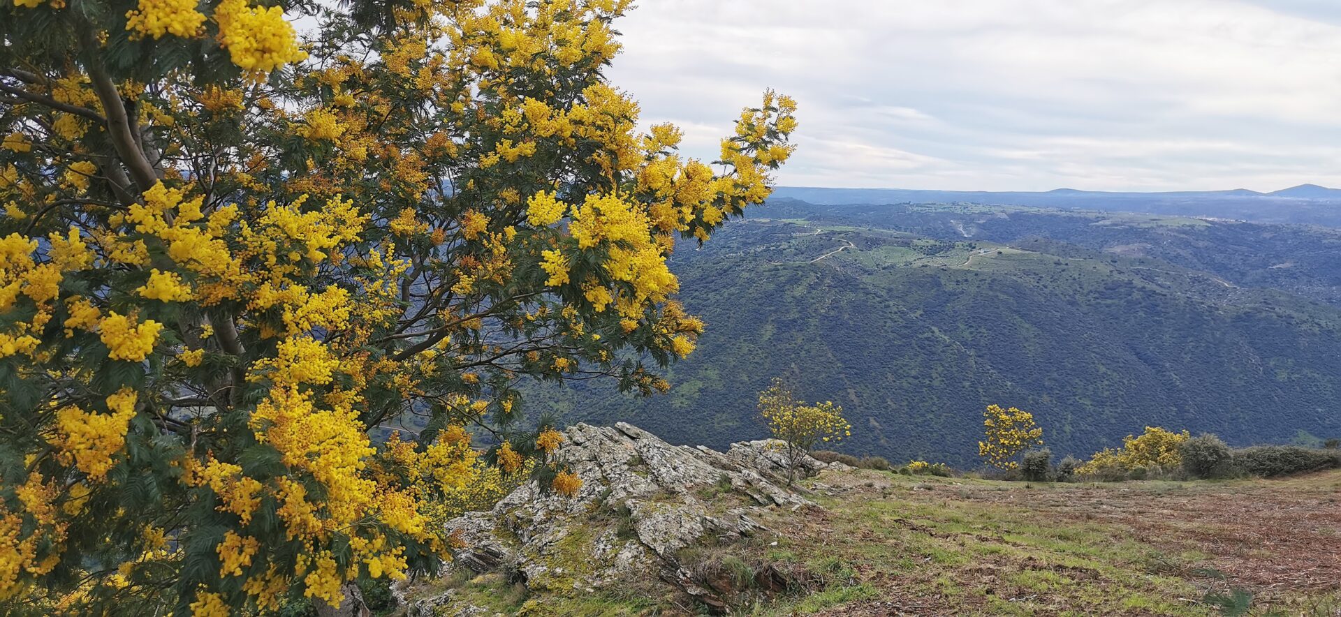Exploring Acacia Wood: History, Habitat & Uses