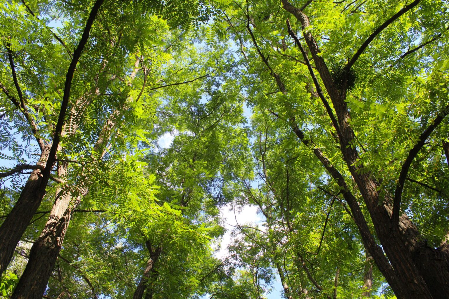 Exploring Acacia Wood: History, Habitat & Uses