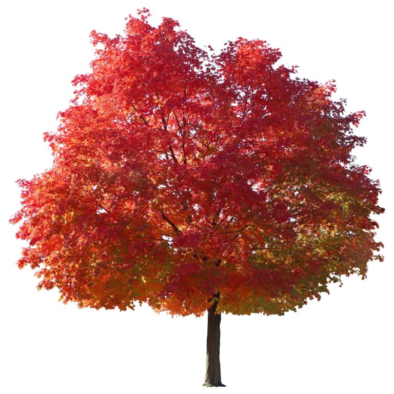 Identify Common Wood Types with Visual Aids