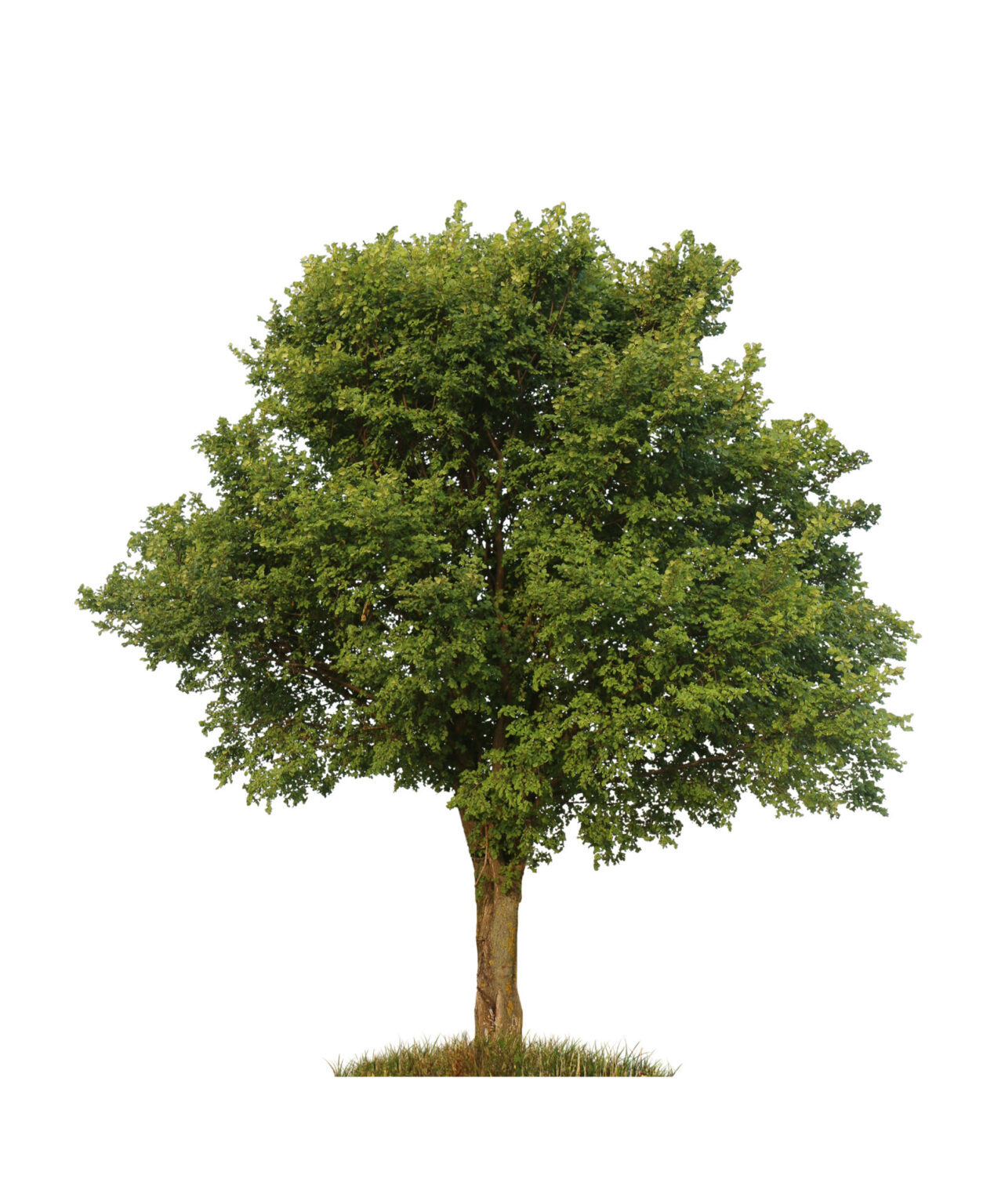 Identify Common Wood Types with Visual Aids
